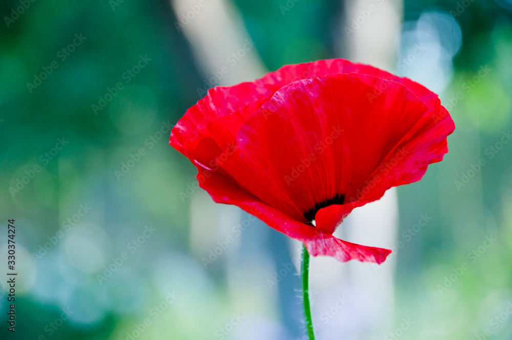 Foto de Stock drugs. beauty of spring and summer nature. symbol of ...