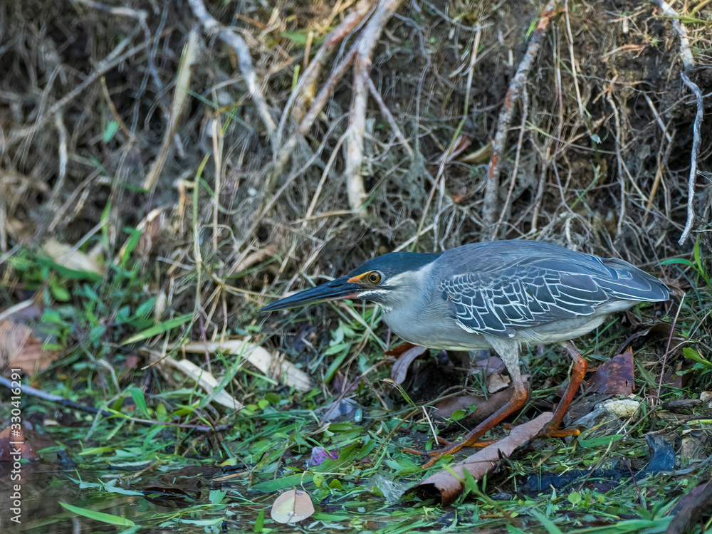 The Striated Heron, also known as Little Heron, is a small squat water ...