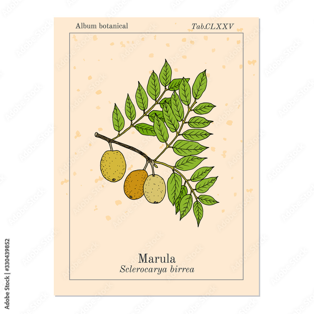 Marula sclerocarya birrea , or jelly plum, cat thorn, morula, cider ...