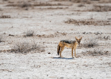 Dog Harzer Fuchs Herding Dog Free Stock Photo - Public Domain Pictures