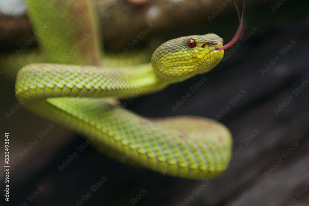 mangrove pit viper is a venomous pit viper species native to India ...