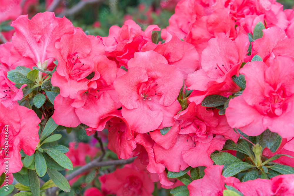 azalea blossom, red color. Flowering purple azaleas in the winter ...