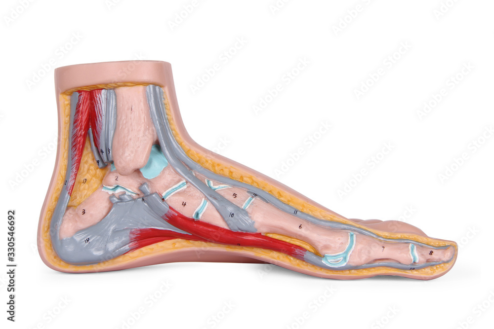 3D foot model isolated on white background. Blood circulation system ...