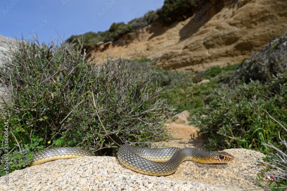 Kaspische Pfeilnatter (Dolichophis caspius) Insel Tinos, Griechenland ...