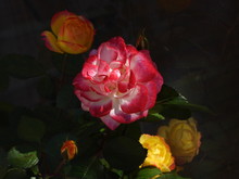 Red And White Miniature Rose Free Stock Photo - Public Domain Pictures