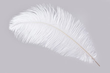 Ostrich Feather Free Stock Photo - Public Domain Pictures