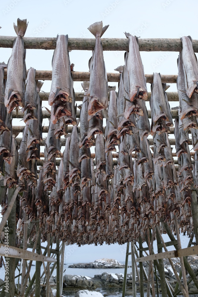 Cod fish dried by cold air and wind on wooden racks on the foreshore in ...