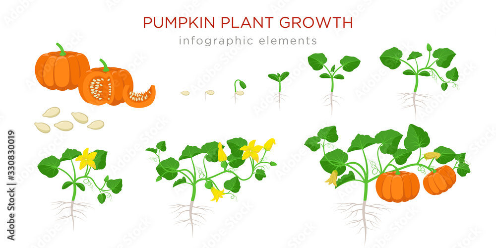Pumpkin plant growth stages infographic elements in flat design ...