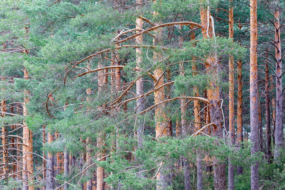 Pinus sylvestris. Bosque de pino albar o silvestre. Detalle de los ...