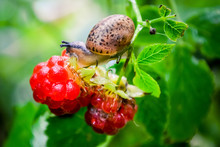 Snail, Raspberry, Berries, Garden Free Stock Photo - Public Domain Pictures