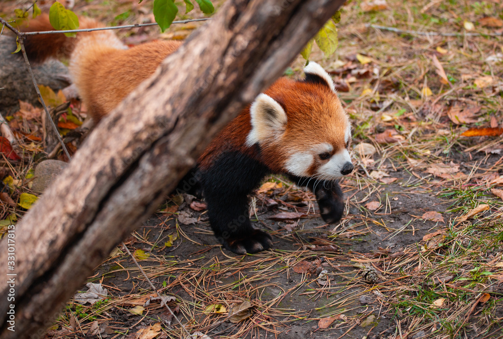 Cute Red panda walking around being playful in an enclosure Stock Photo ...