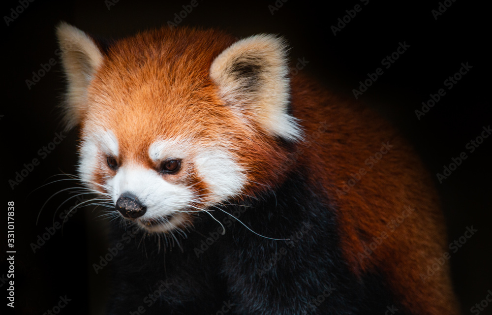 Cute Red panda walking around being playful in an enclosure Stock Photo ...