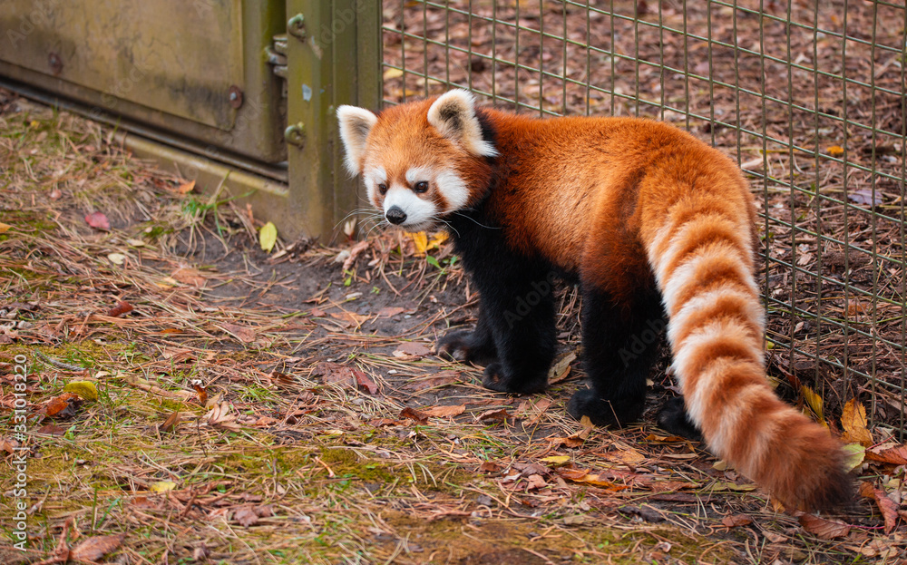 Cute Red panda walking around being playful in an enclosure Stock Photo ...
