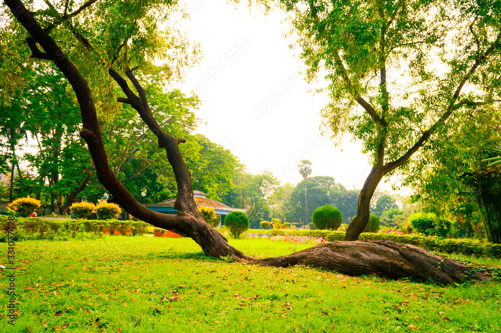Soil creep fallen tree with curved shape tree trunk lying on ground in ...
