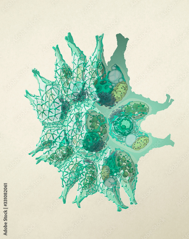 Ilustración de Stock Scientific illustration of alga Pediastrum ...
