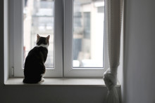 Cat In A Window Free Stock Photo - Public Domain Pictures