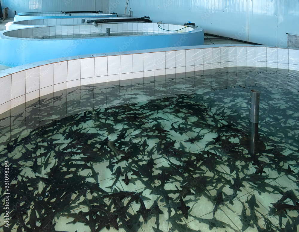 Amur sturgeon (Acipenser schrenckii) fingerlings in the hatchery ...