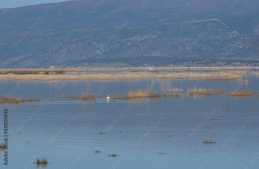 lake Karla , Greece , wild flora and fauna, in a protected ecological ...