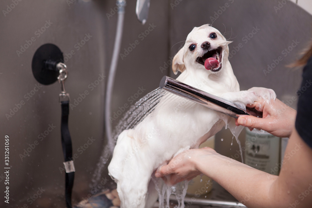 Happy cute small dog enjoying being washed at grooming salon ...