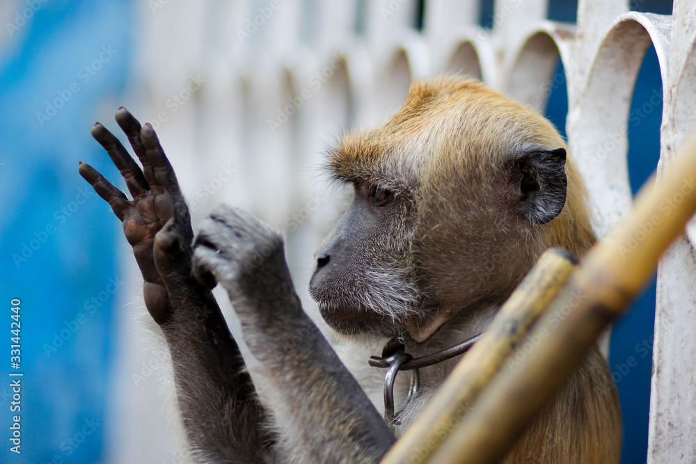 A long-tailed monkey (macaca fascicularis) with a chain noose around ...
