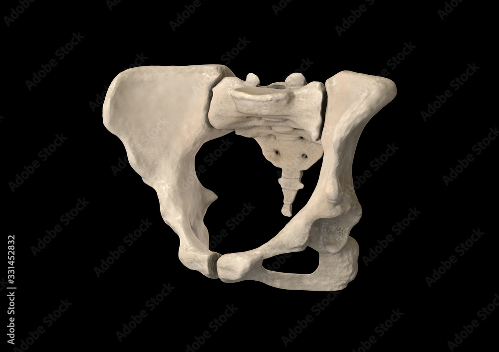 Pelvis, Human skeleton, Female Pelvic Bone anatomy, hip, 3D artwork ...