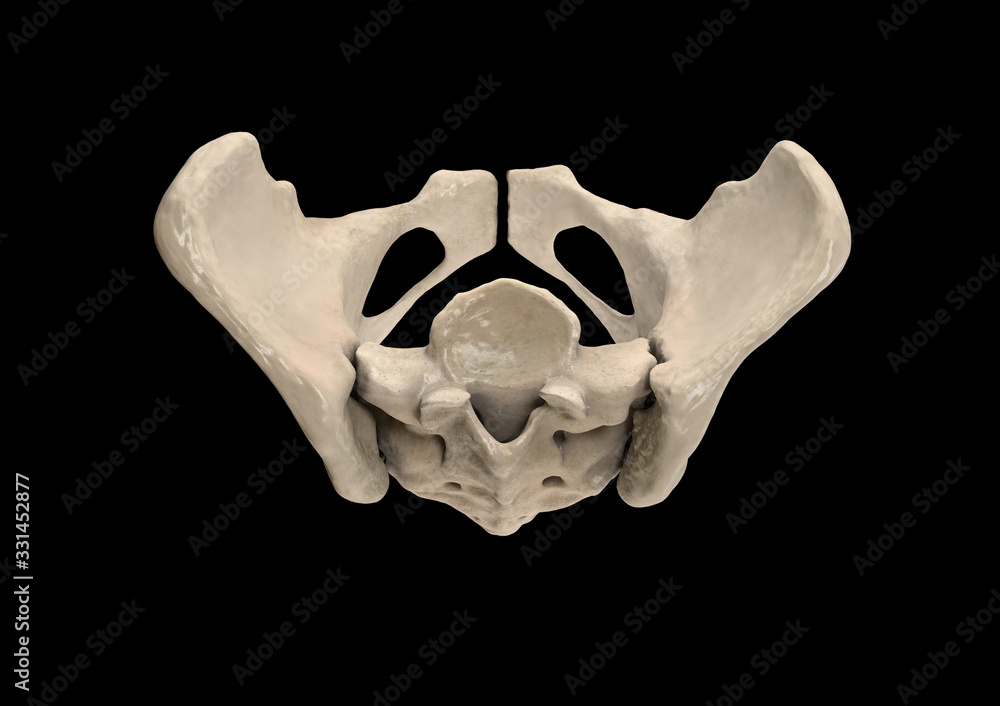 Pelvis, Human skeleton, Female Pelvic Bone anatomy, hip, 3D artwork ...