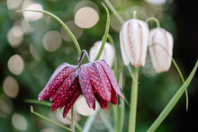 Checkerboard Flower Free Stock Photo - Public Domain Pictures