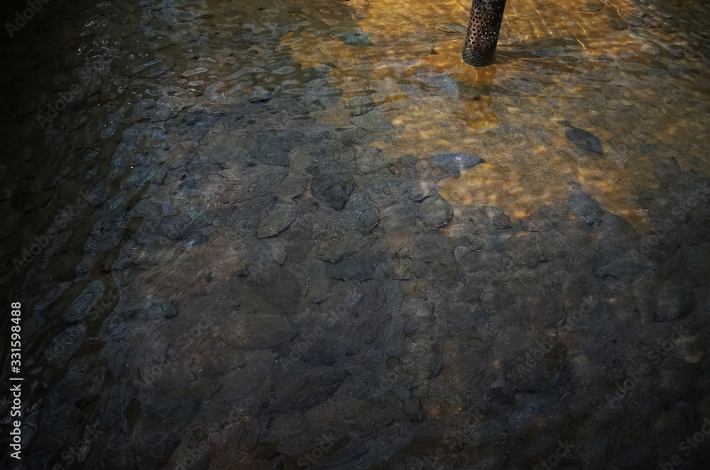 Jeju Olle Trail Route 5 : Flatfish Farm of Jeju Island, Korea Stock ...