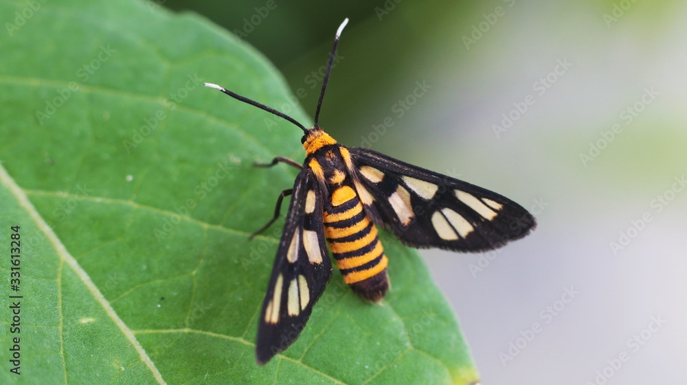 Stock-Foto „Amata hubneri, is a day flying moth in the superfamily ...
