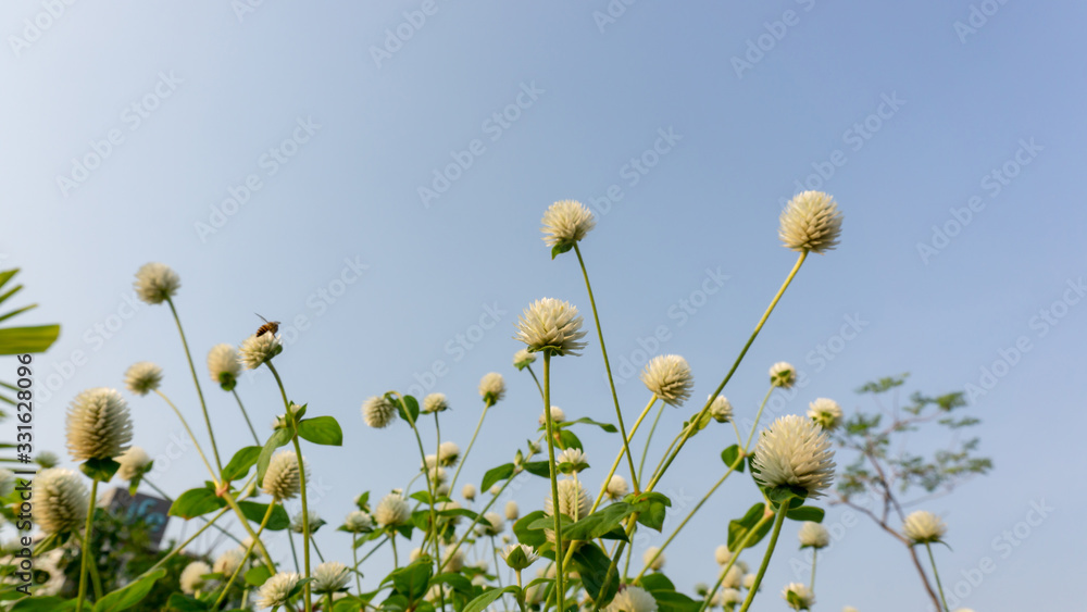 Branches of pink and white petals of Pearly everlasting flower blossom ...