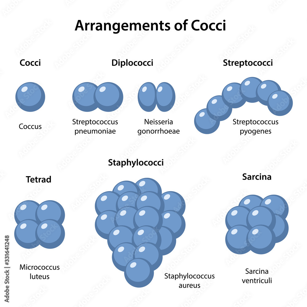 Stock-Vektorgrafik „Arrangements of Coccus Bacteria. Coccus morphology. Microbiology. Spherical ...