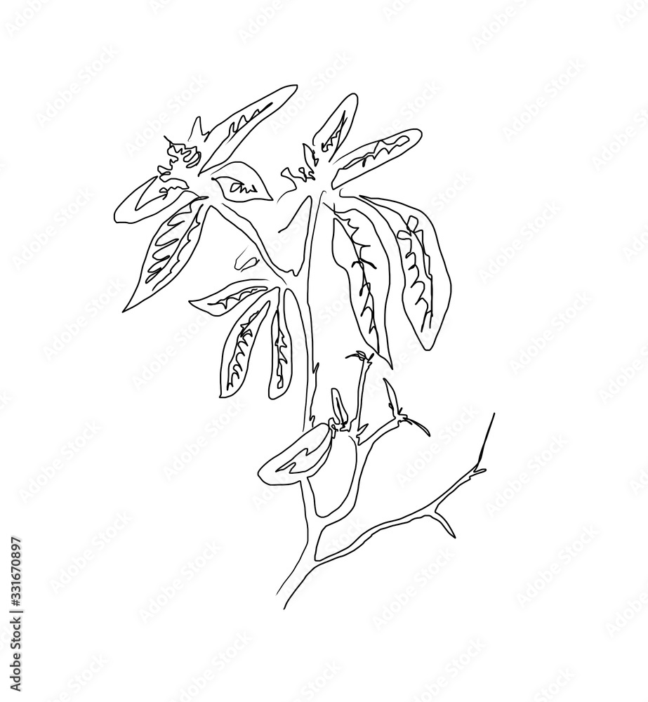 Line drawing of botanical tropical tree branch Stock Illustration ...