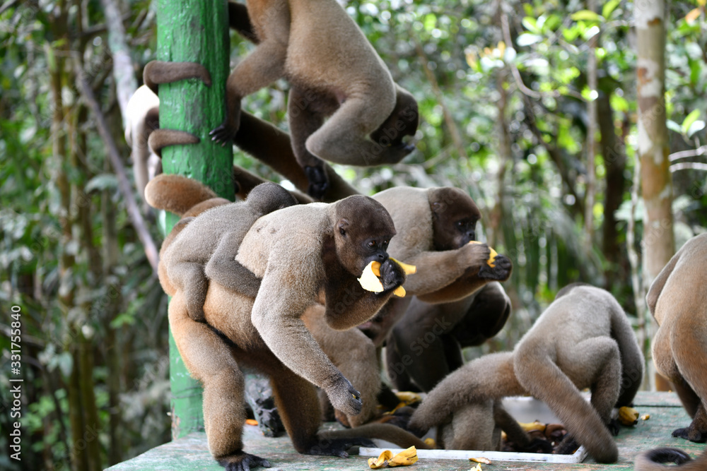 feeding wild monkeys in a national park in the Amazon in Brazil Stock ...