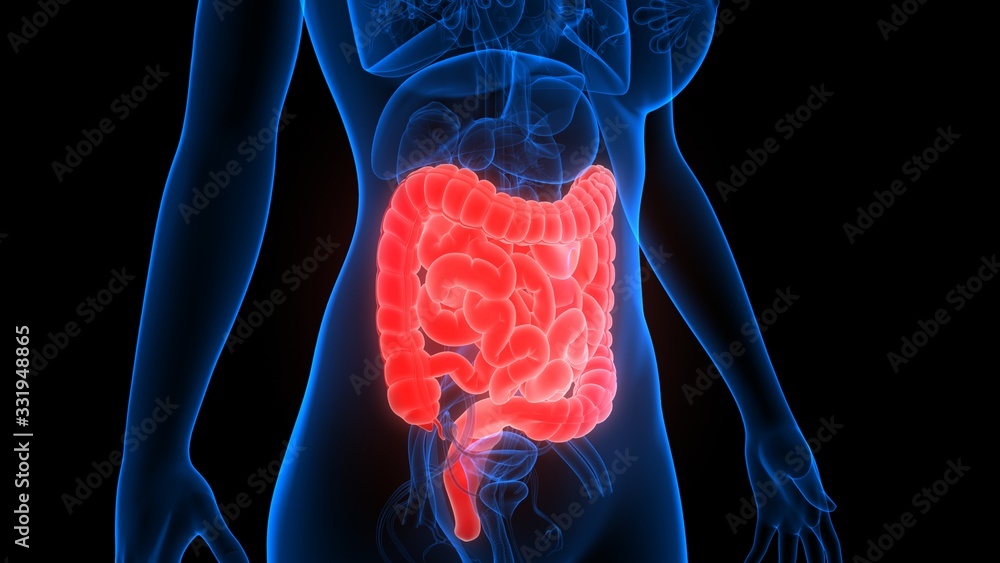 Human Digestive System Large and Small Intestine Anatomy Stock ...