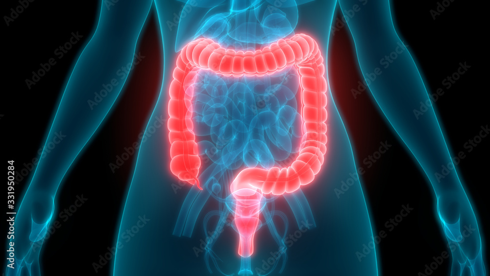 Human Digestive System Large Intestine Anatomy Stock Illustration ...