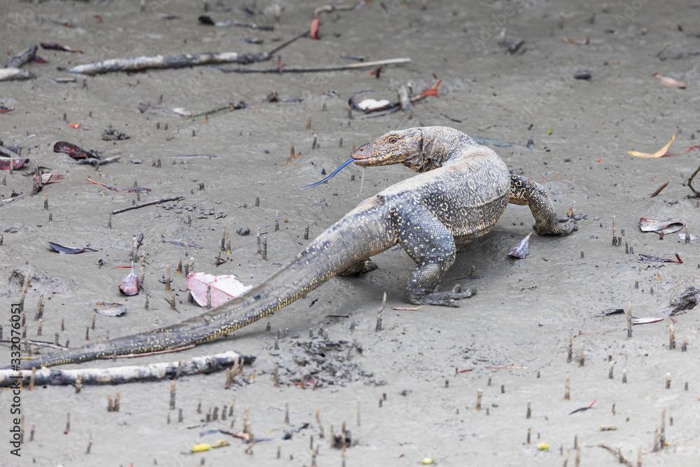 Water Monitor Lizard (Varanus salvator) , one of the world's largest ...