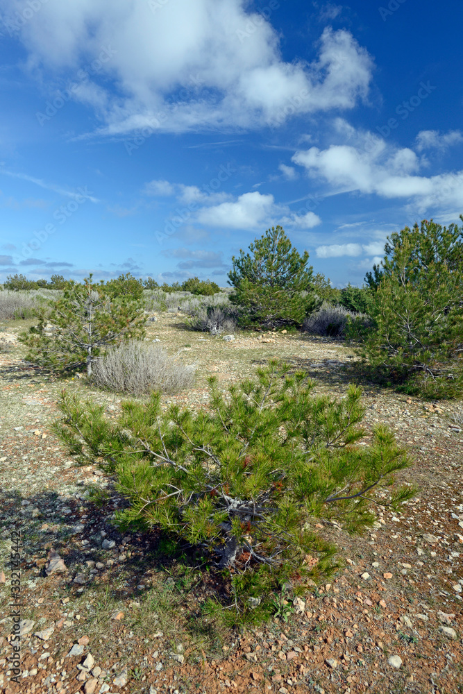 Pine trees (Pinus pinea) on the La Mola plateau (Formentera ...