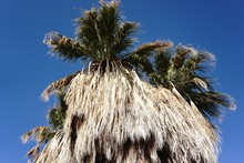 Joshua Tree Closeup Leaves Free Stock Photo - Public Domain Pictures
