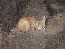 Fennec Fox Free Stock Photo - Public Domain Pictures