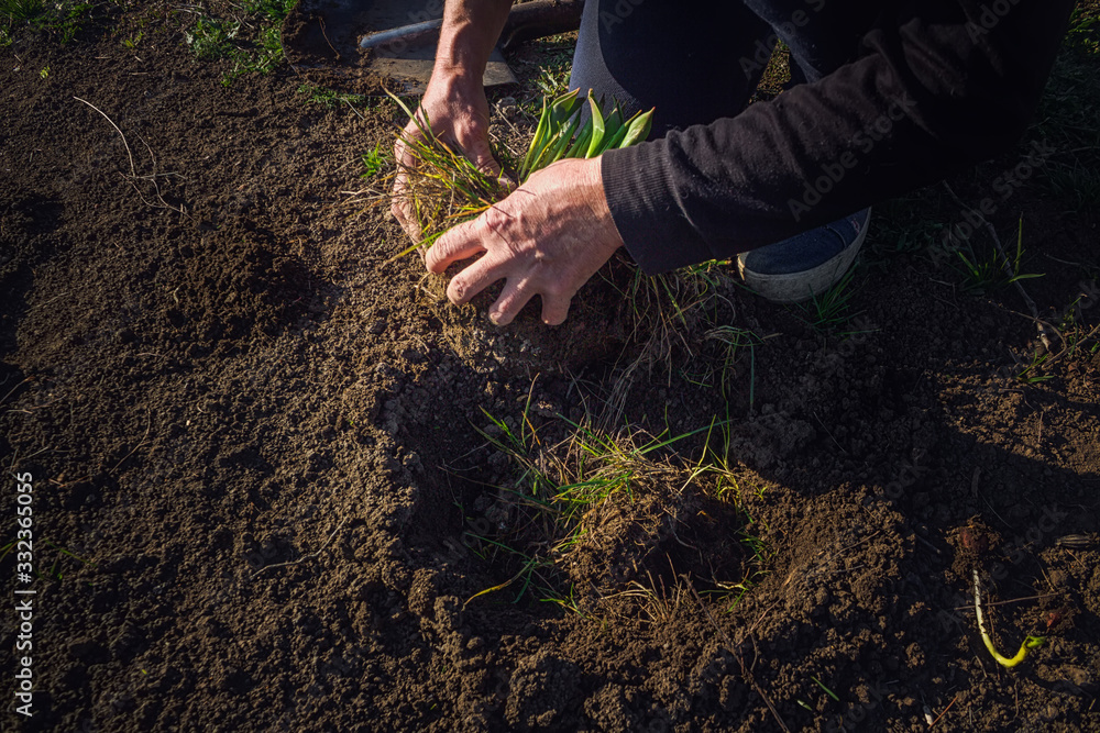 Spring garden work. women planting young plant seedlings of tulip ...
