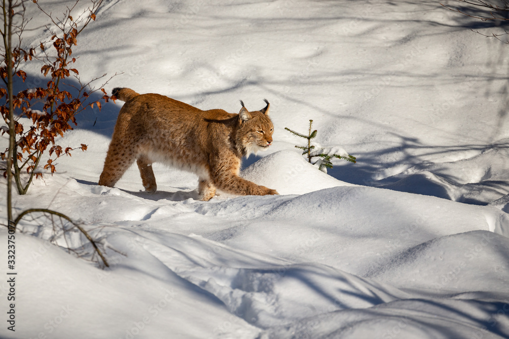 Photo Stock Euroasian lynx face to face in the bavarian national park ...