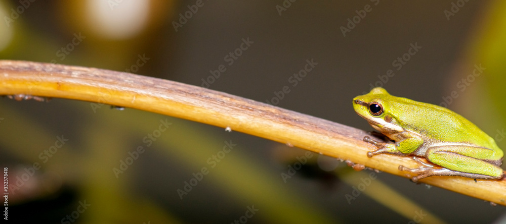 Wallum Sedge Frog also known by Litoria olongburensis. Stock Photo ...