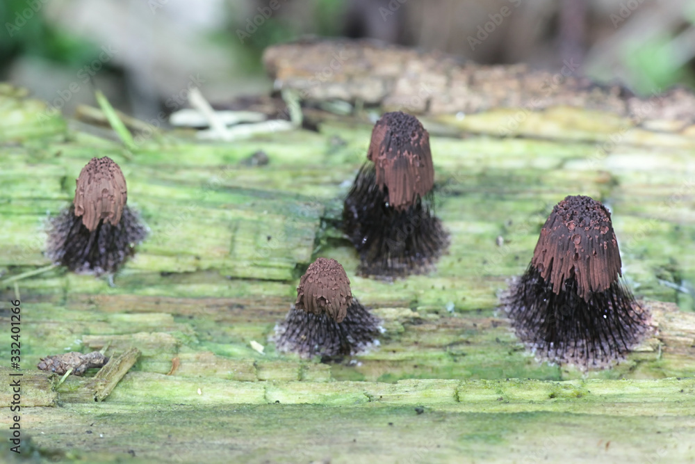 Stemonitis fusca, known as tube slime mold Stock Photo | Adobe Stock
