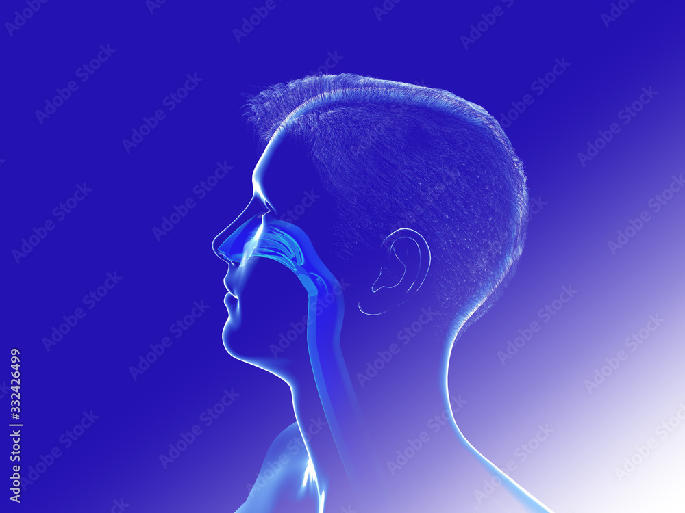 3D illustration of Human Head Anatomy. Of transparent crsital showing ...