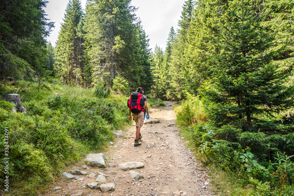 Hiker / backpacker on a forest road. Active people concept. Trekking ...