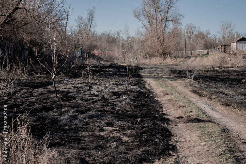 forest after a fire soil road divides two parts of a burned forest and ...