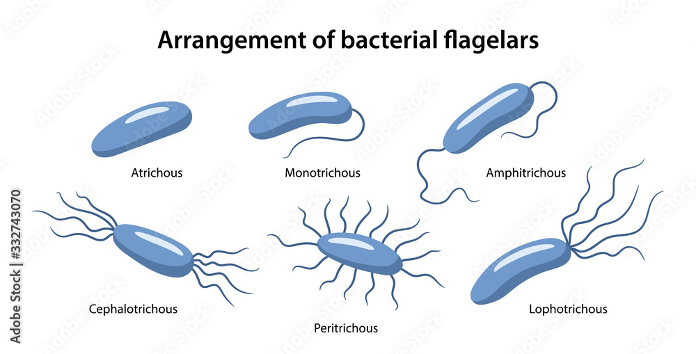 Arrangement of bacterial flagella. Various forms of flagellation with ...