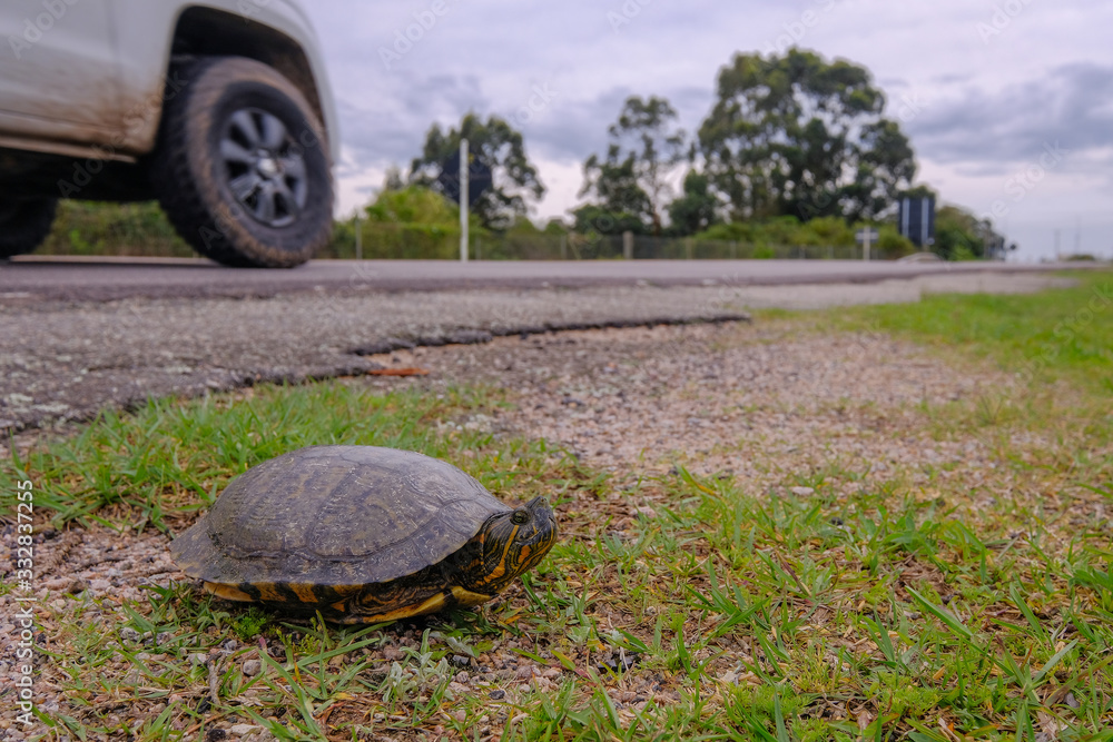 Tortoise Turtle and passing car as a symbol of traffic danger, Rio ...