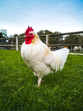 Galo Foto stock gratuita - Public Domain Pictures