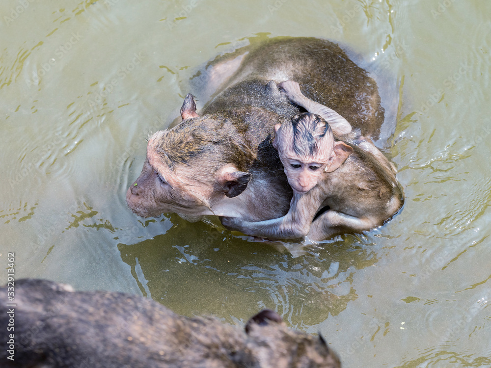 Indian Macaque (Macaca leonina). A group of macaques and their cubs are ...